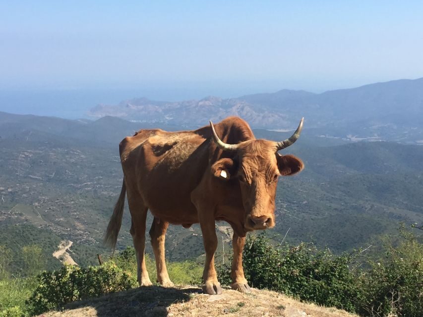 From Calvi: 4x4 Day Tour Mountain & Agriates' Saleccia Beach - An In-Depth Look at the Tour Experience