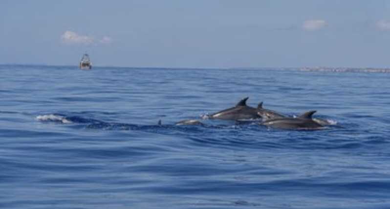 From Can Picafort: Dolphin Watching and Cave Boat Trip - Analyzing the Value