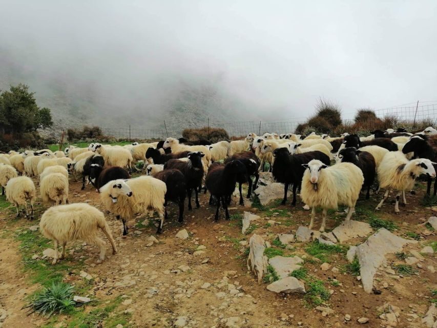 From Chania: White Mountains Land Rover Safari - Transportation and Group Dynamics