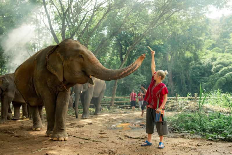 From Chiang Mai: Kerchor Eco Elephant Park Tour - Key Points