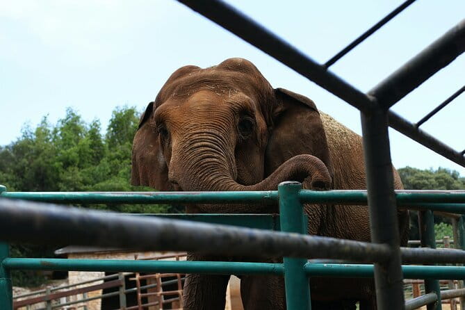 From Delhi: 1-day trip Mathura with Elephant conservation - A Deep Dive into the Experience