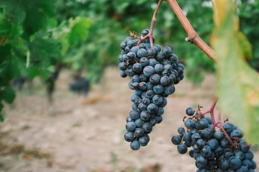 From Dijon: Côte de Nuits Wine-Tasting Tour - Why This Tour Offers Great Value