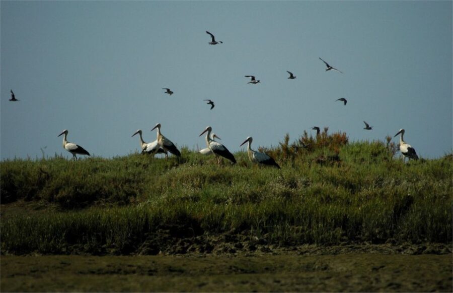 From Faro: 2-Hour Guided Bird Watching Boat Trip - The Practical Side: Price, Duration, and Inclusives