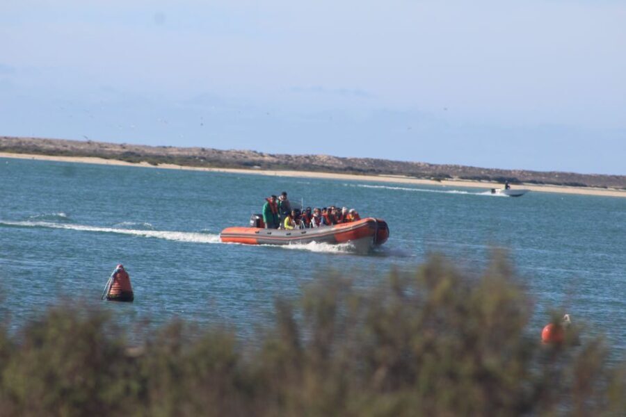 From Faro: Dolphin-Watching & Wildlife - Who Will Love This Tour?