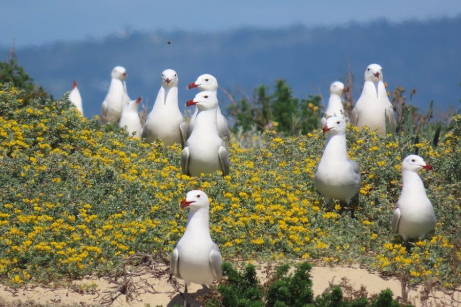 From Faro: Ria Formosa Eco Tour guided by Marine Biologist - What’s Included and What to Expect