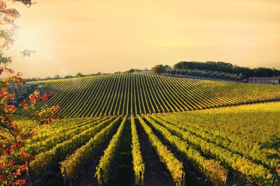 From Florence: Private Wine Tour with Dinner on an Estate - Analyzing the Value