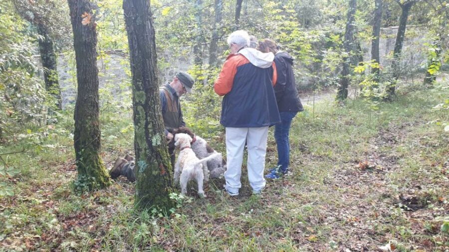 From Florence: Truffle Hunt and Lunch in the Countryside - The Value of the Tour