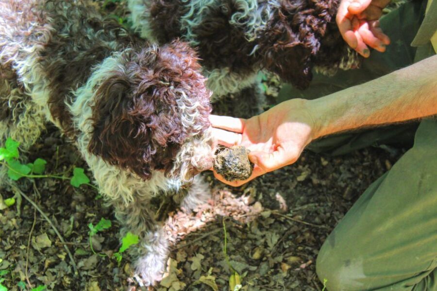 From Florence: Truffle Hunting with Lunch & Transportation - A Closer Look at the Experience