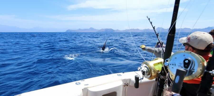 From Funchal : Big Game Fishing boat trip - Final Thoughts