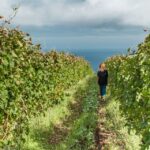 From Funchal: Full-Day Madeira Wine Tour with Lunch - Who Will Love This Tour?