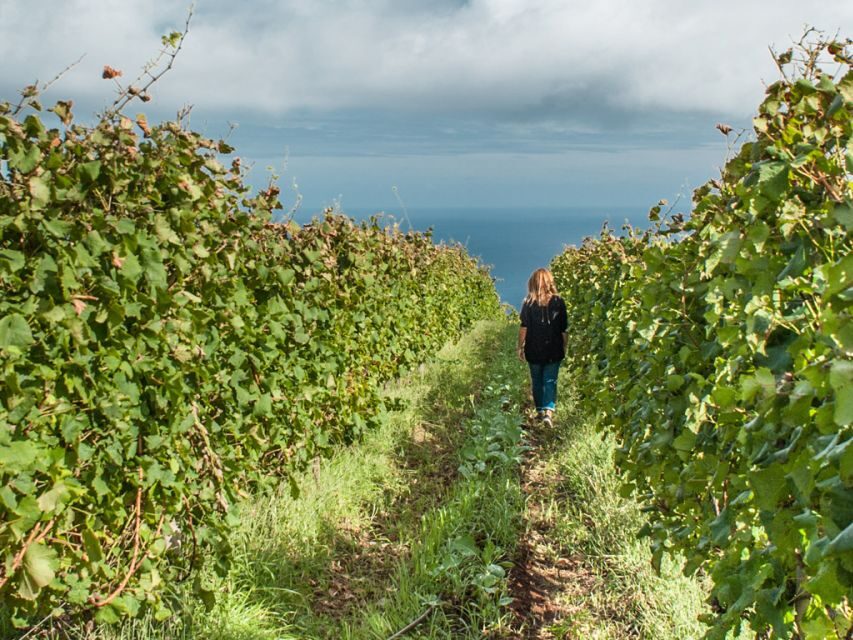 From Funchal: Full-Day Madeira Wine Tour with Lunch - Who Will Love This Tour?