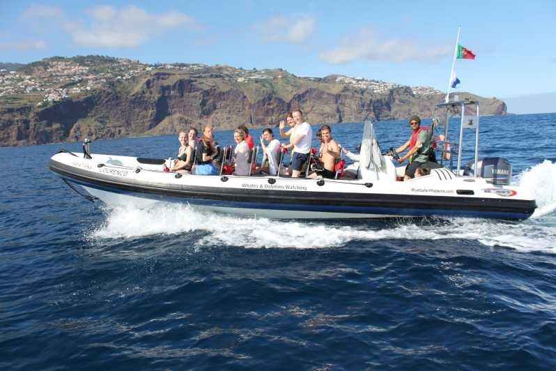 From Funchal: Whales and Dolphin Adventure Tour - Price and Value