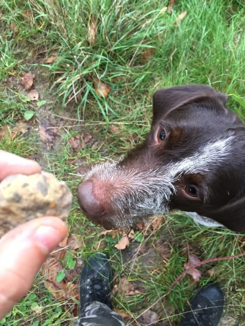 From Gavi: Piedmont Truffle Hunting Experience with Tasting - Multi-Season Offerings and Regional Variations
