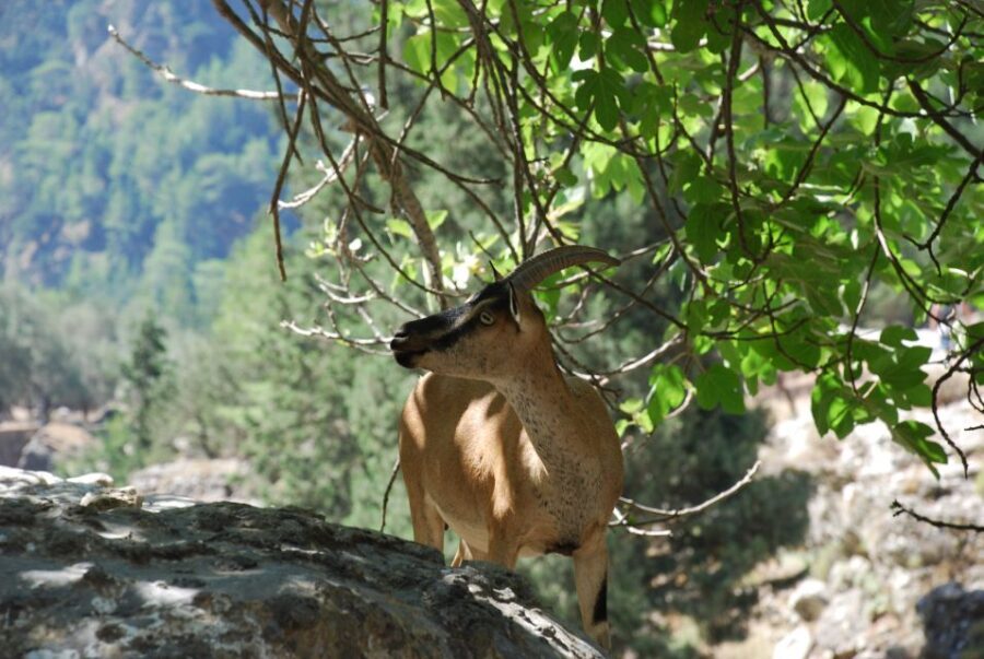 From Heraklion: Imbros Gorge and Libyan Sea Guided Day Trip - Cost and Value Analysis