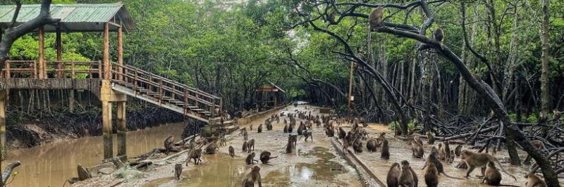 From Ho Chi Minh City: Can Gio Monkey Island Day Trip - Key Points