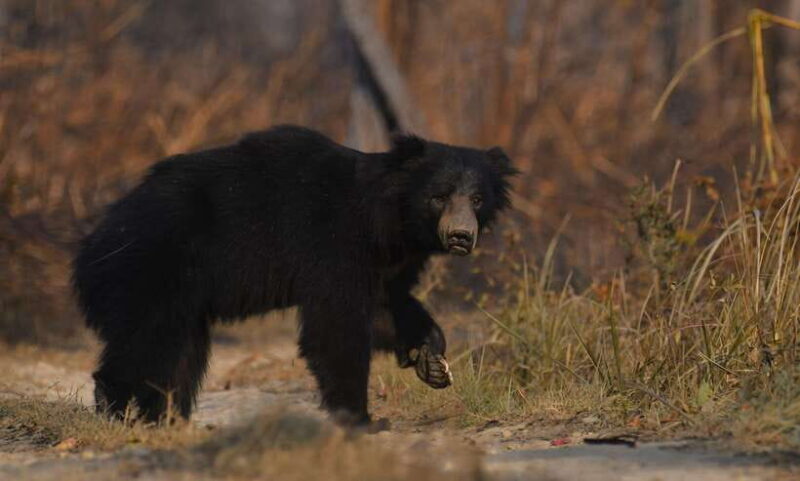 From Kathmandu/Pokhara: 3-Day Chitwan National Park Tour - How the Tour Works: A Closer Look