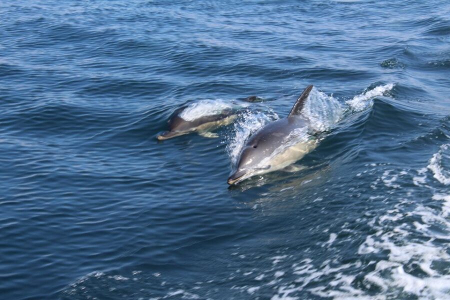 From Lagos: Dolphin Watching Boat Trip w/ Marine Biologists - What to Keep in Mind