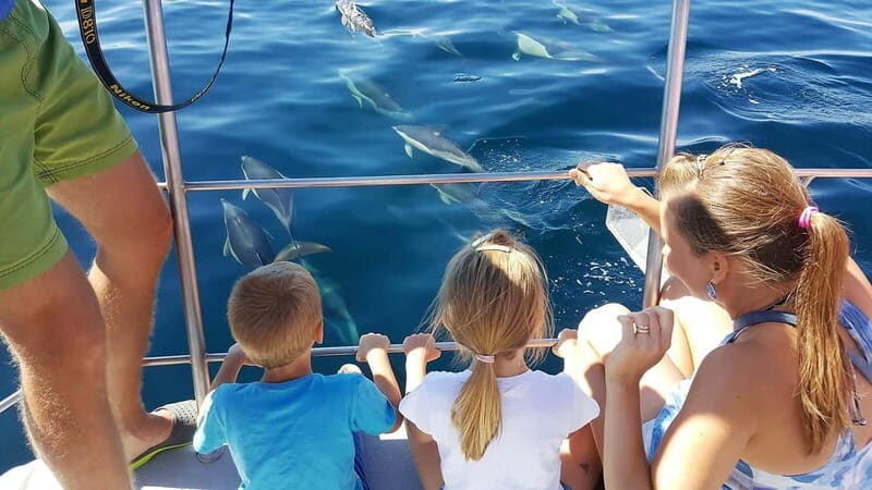 From Lagos: Dolphin Watching Catamaran Cruise - The Sum Up
