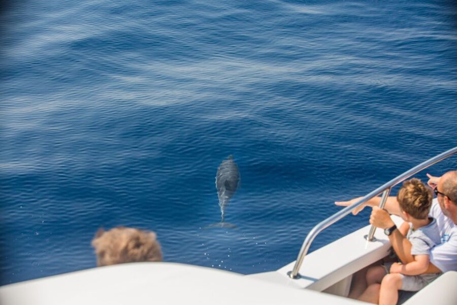 From Lefkimmi: Paxos, Antipaxos & Blue Caves Speedboat Tour - The Sum Up: Who Should Consider This Tour?