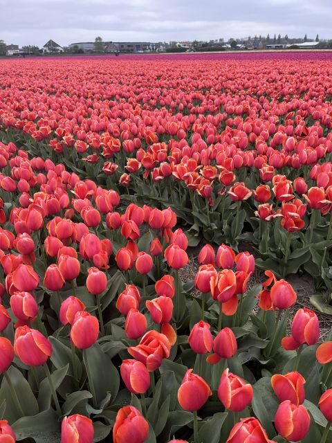 From Lisse: Landrover Tour Around Keukenhof & Flower Fields - Exploring the Itinerary in Detail