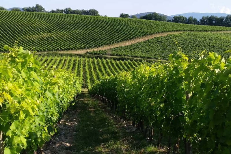 From Livorno: San Gimignano with Lunch and Tasting - The Value of a Small Group Tour