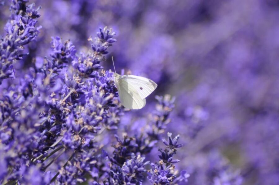 From London: Cotswolds, Country Pub Lunch & Lavender Fields - Why This Tour Gets It Right