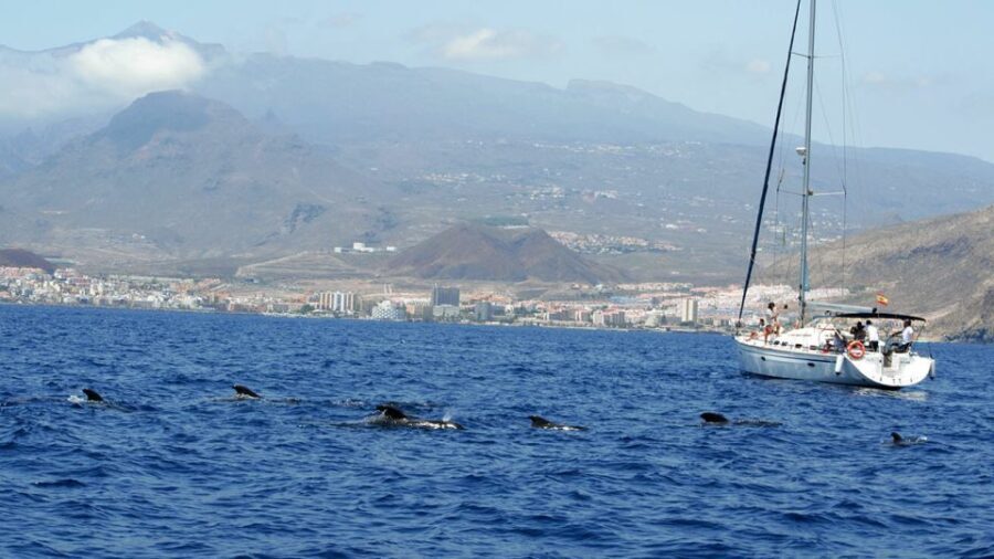From Los Gigantes: Whale Watching Sailboat Cruise - The Value of the Experience