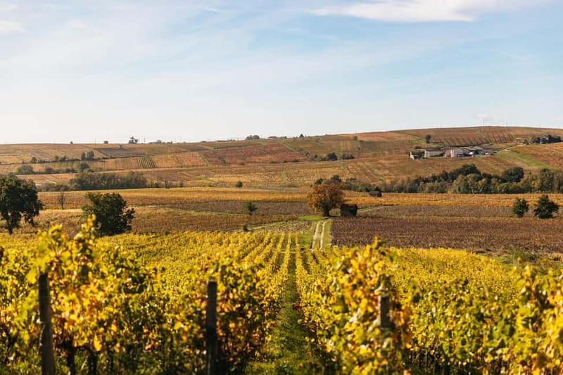 From Lyon: Beaujolais Wine Tour with Tastings - Key Points