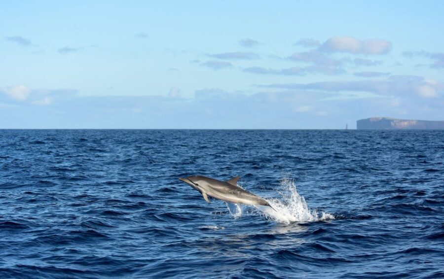 From Machico: Madeira Whale and Dolphin Watching Boat Tour - The Experience Provider: Scorpio Madeira