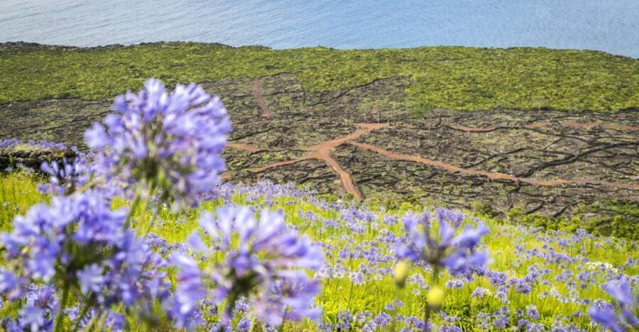 From Madalena: Pico Volcanoes and Lakes Guided Day Tour - Valuing the Experience