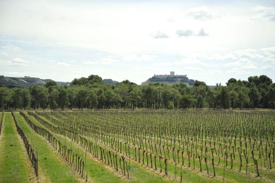 From Madrid: Ribera del Duero Tour of 3 Different Wineries - Introduction: A Taste of Ribera del Duero from Madrid