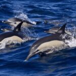 From Malaga: Guided tour in Tarifa with whale-watching and dolphin watching - The Itinerary: A Day Packed with Highlights