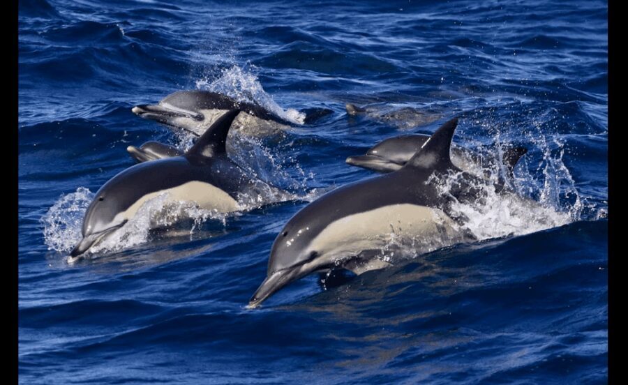 From Malaga: Guided tour in Tarifa with whale-watching and dolphin watching - The Itinerary: A Day Packed with Highlights