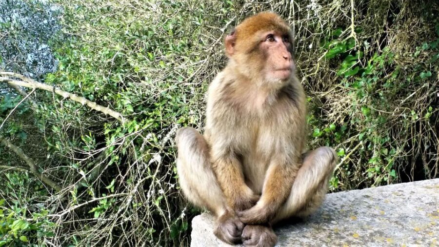 From Málaga: private trip in Gibraltar and Marbella - How Does the Value Stack Up?
