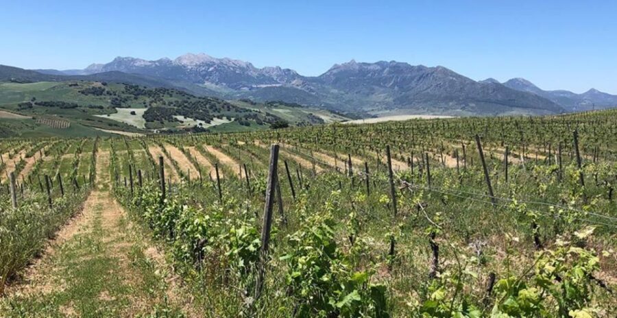 From Marbella: Classic Ronda Tour, 2 winery visits & lunch - What Sets This Tour Apart?