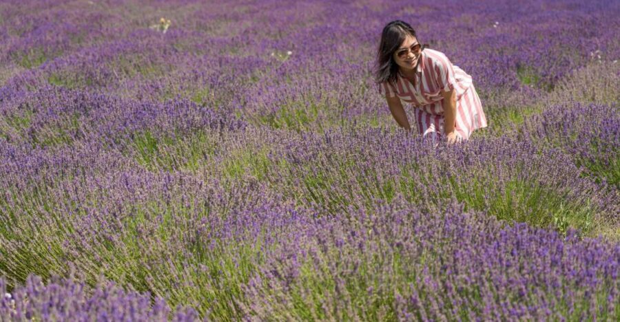 From Marseille: Valensole Lavender Full-Day tour - Visiting the Valensole Plateau