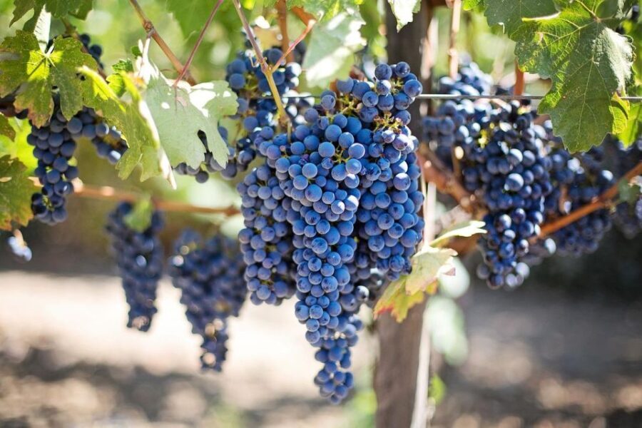 From Messina Day Tour To Etna Volcano, Winery and Taormina - Wine Tasting amidst the Volcano’s Influence