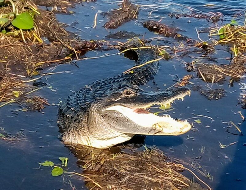 From Miami: Everglades Tour w/ Wet Walk, Boat Trips, & Lunch - Discover the Florida Wilderness: A Detailed Look at the Everglades Tour from Miami