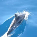 From Morro Jable: Dolphin and Whale Watching and Snorkelling - Who Will Love This Tour?