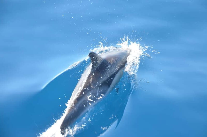 From Morro Jable: Dolphin and Whale Watching and Snorkelling - Who Will Love This Tour?