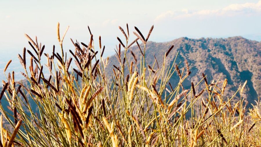 From Naples: Pompeii and Vesuvius Guided Day Trip with Lunch - The Experience in Detail