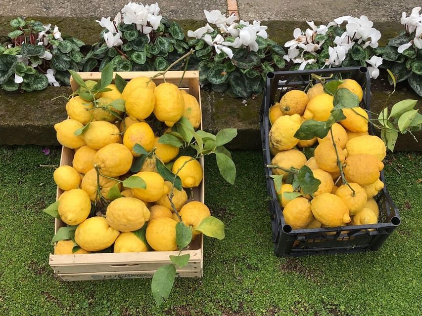 From Naples: Sorrento Lemon Grove Guided Tour - Why This Tour Matters for Travelers