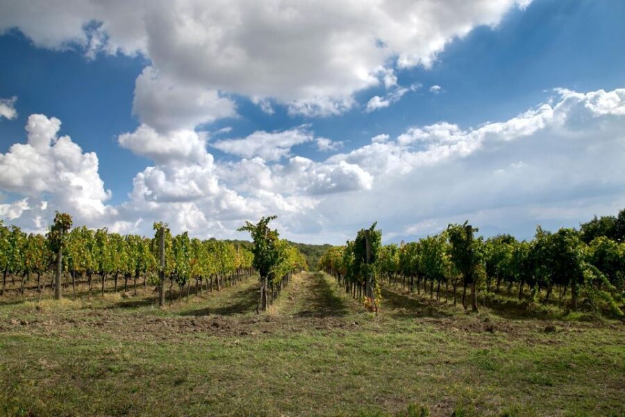 From Naples: wine experience and visit of Fontanarosa - The Vineyard Visit: A Personal Touch