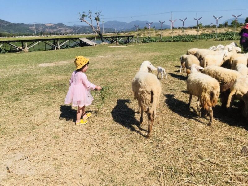 From Nha Trang: Discover Phan Rang Scenic Trip & Vinh Hy Bay - An Overview of the Experience