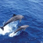 From Palma: 3-Hour Morning Dolphin Watching Boat Tour - What’s Included and What’s Not