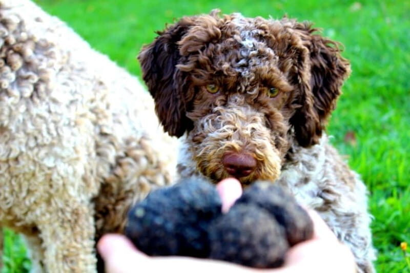 From Parma/Cinque Terre: Truffle Hunting Experience & Lunch - What You Can Expect During the Hunt