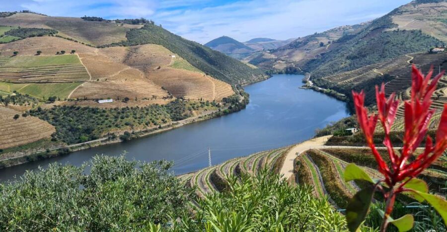 From Peso da Régua: Visit 3 wineries, tasting and viewpoint - Authentic Reviews from Past Travelers