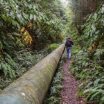 From Ponta Delgada: Guided Walking Tour to Salto do Cabrito - Key Points