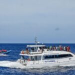From Ponta Delgada: Whale and Dolphin Watching Trip - The Itinerary in Detail