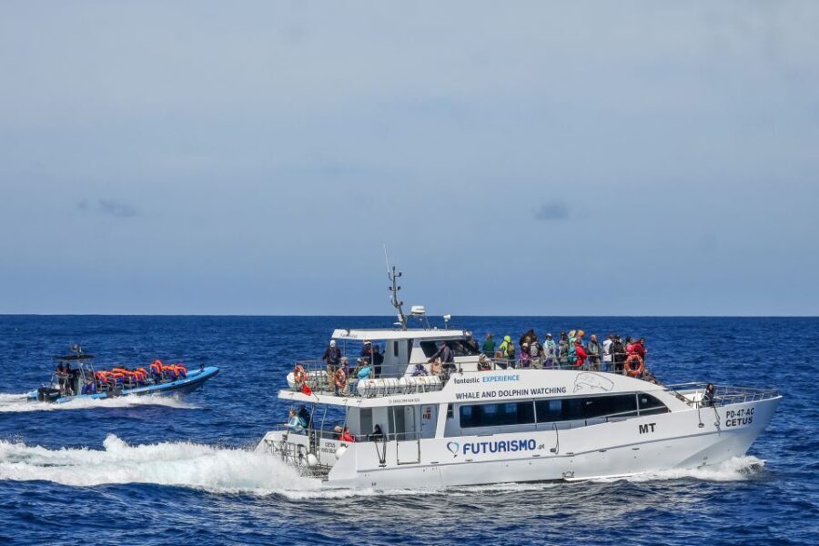 From Ponta Delgada: Whale and Dolphin Watching Trip - The Itinerary in Detail